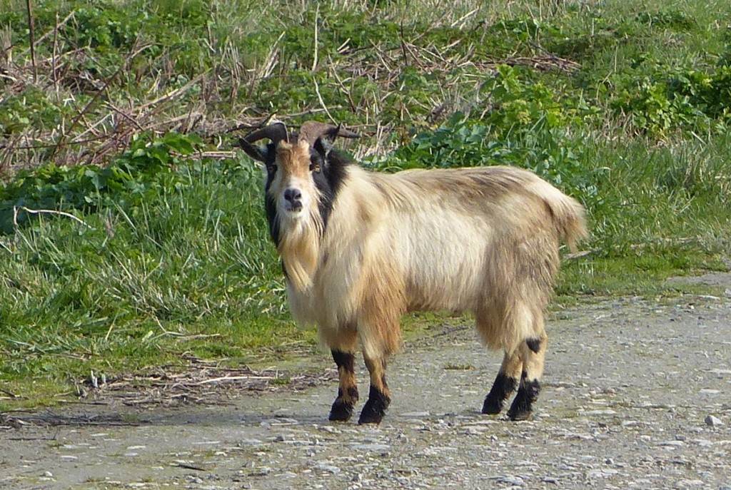 Il est à qui ce bouc ? – Chroniques ordinaires des petits moments de la ...