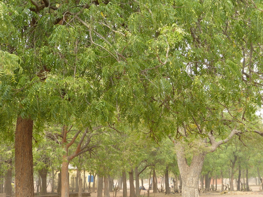 Arbre nimier – Chroniques ordinaires des petits moments de la vie rétaise