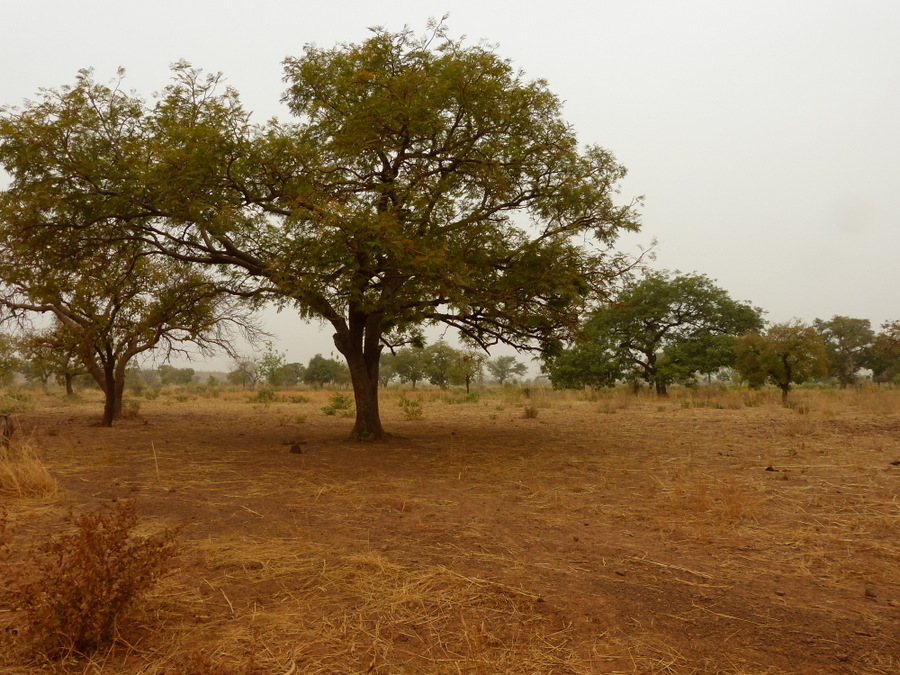 Arbre néré – Chroniques ordinaires des petits moments de la vie rétaise