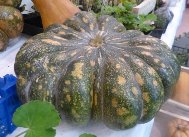 Potiron Muscat de Provence – Chroniques ordinaires des petits moments ...